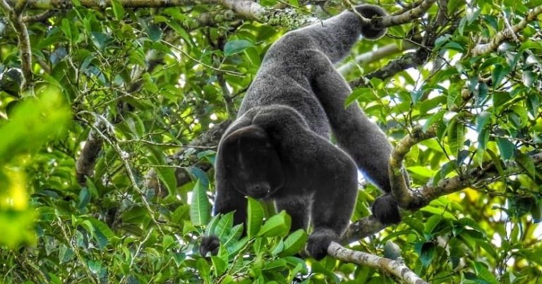 Parques de La Macarena y sus funcionarios, víctimas del conflicto ...